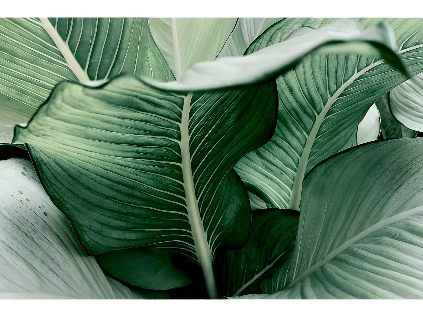 Tableau mural feuille de banane