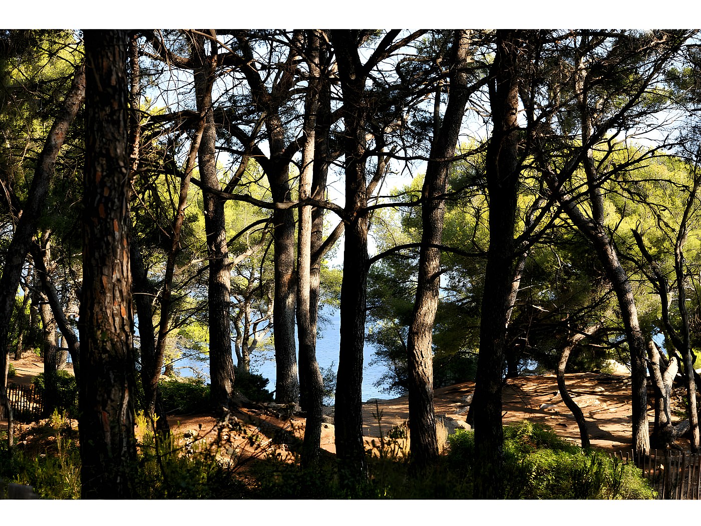 Tableau mural calanques forêt de pins 45x65 cm