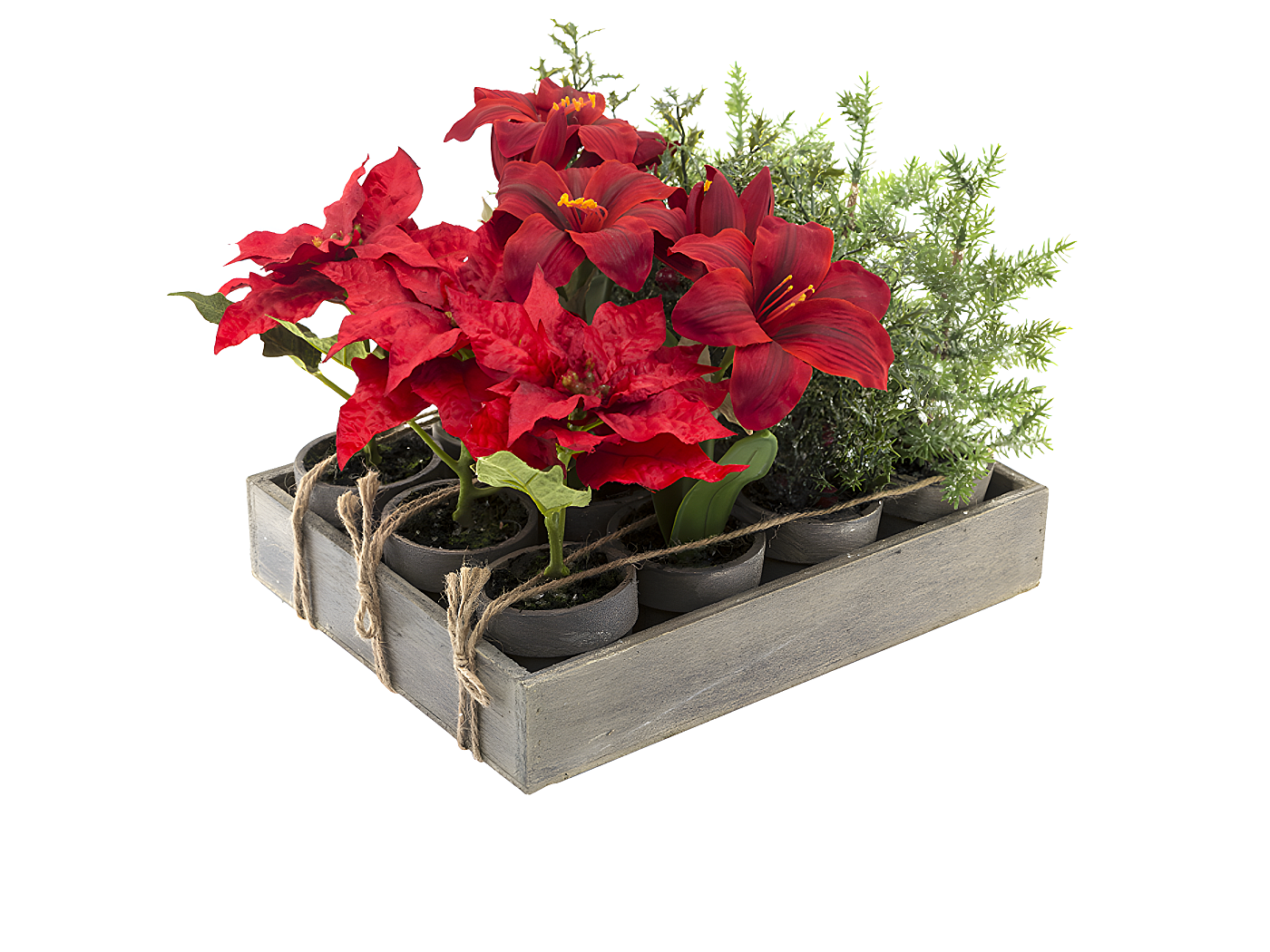 Set de 3 amaryllis 3 poinsettias 3 pins en pots