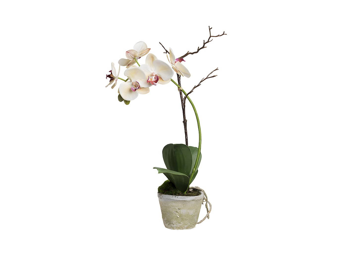 Orchidée en Pot SINA H63