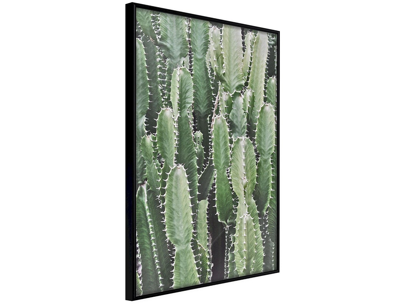 Tableau cadre Plantation de cactus - 40 x 60 cm