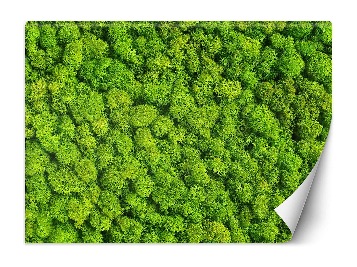Carta Da Parati, Muschio Natura Texture - 200x140