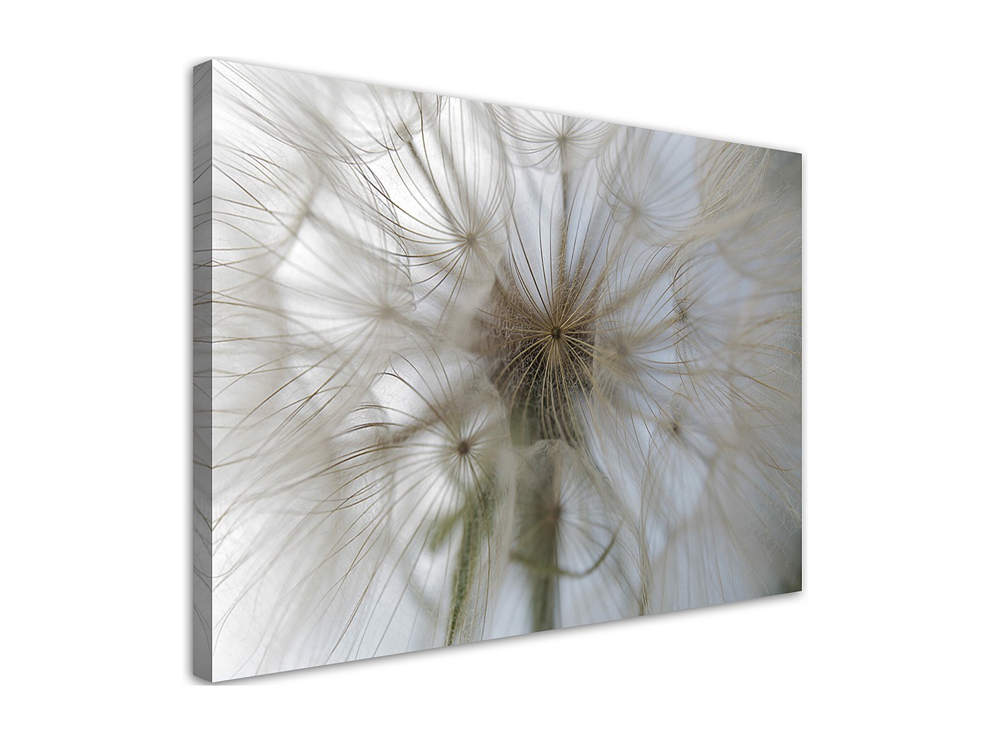 Quadro su tela, Dente di leone su scala macro - 100x70