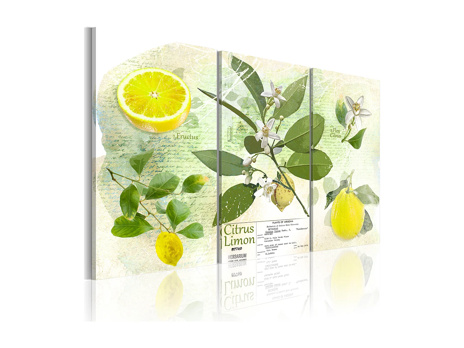 Quadro - Frutta: limone - 60x40