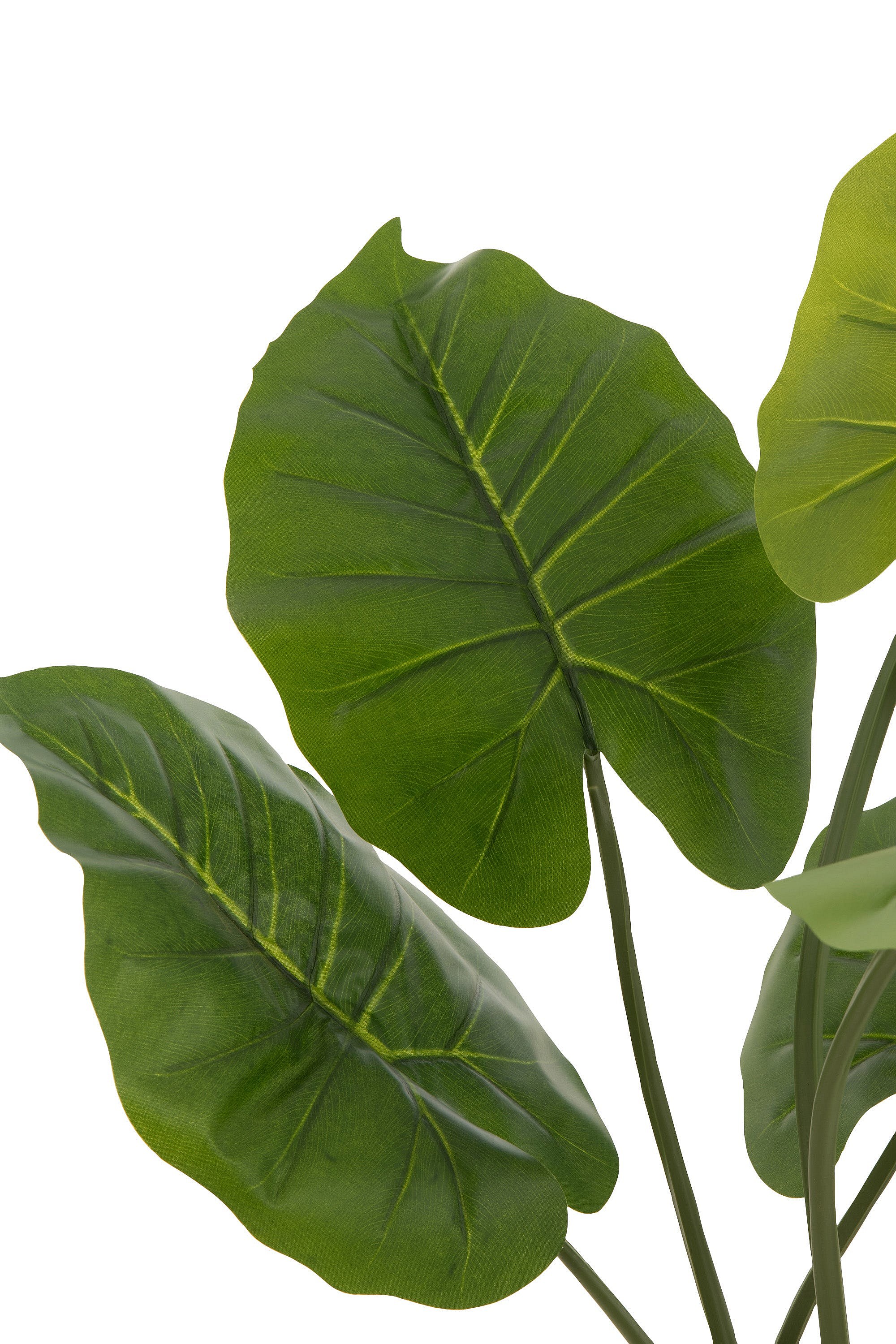 Taro sauvage en pot plastique vert h. 78 cm