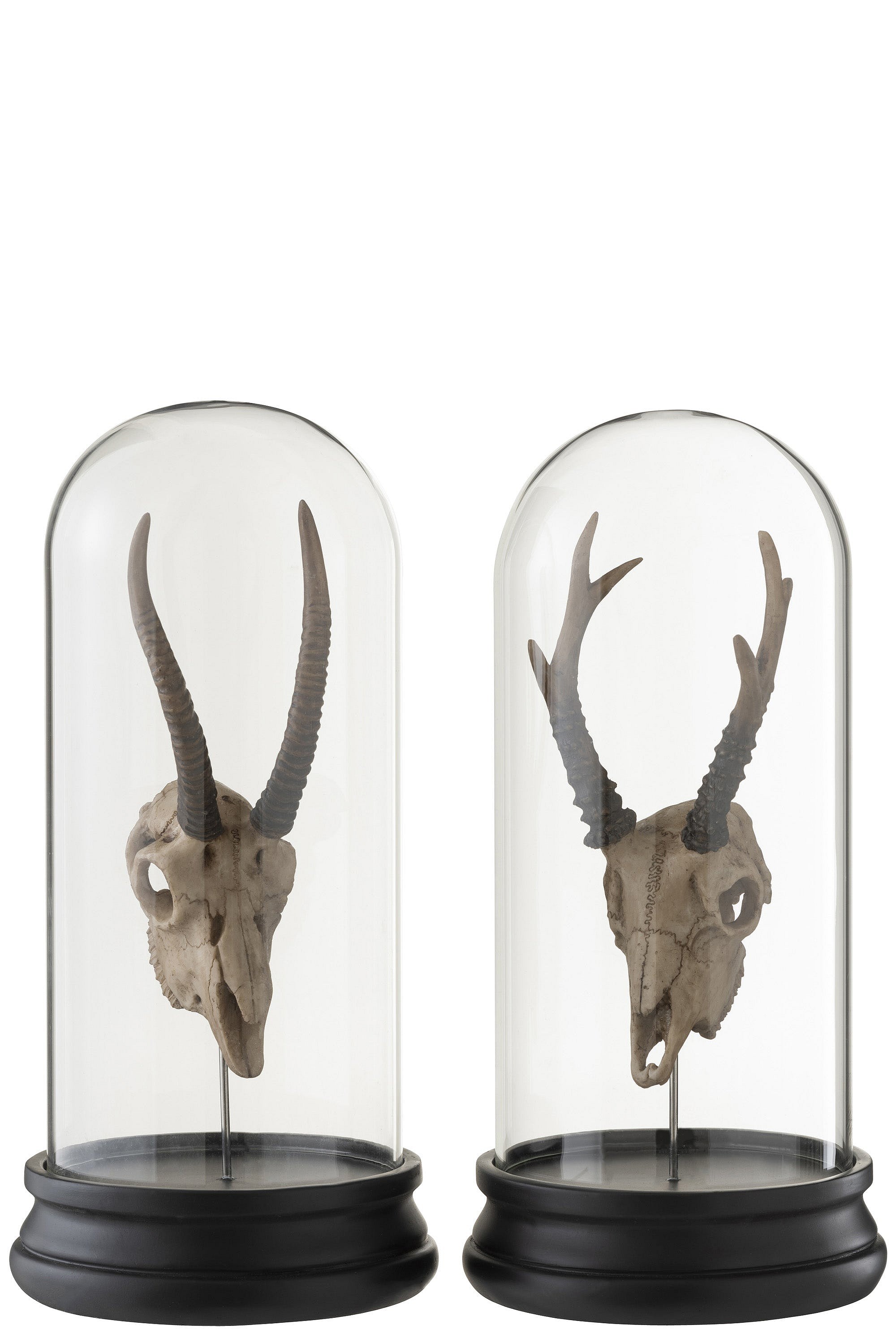 Cloche Crâne résine marron x2 h. 30 cm